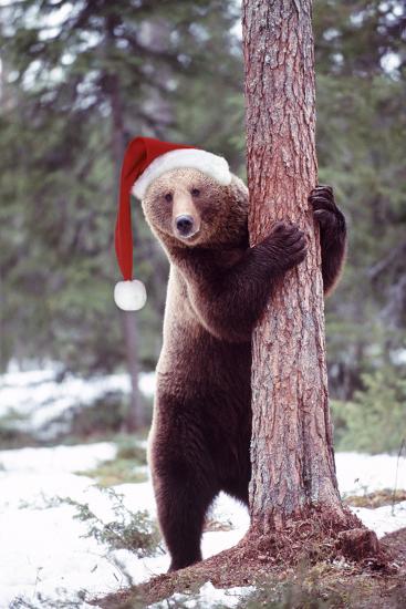 'Brown Bear Hugging Tree, Wearing Christmas Hat' Photographic Print ...