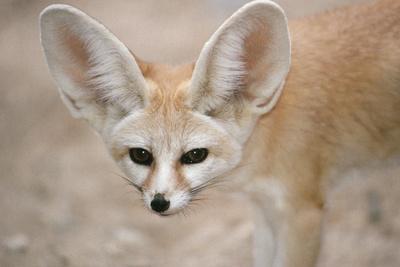 'Fennec Fox Close-Up of Head, Facing Camera' Photographic Print ...