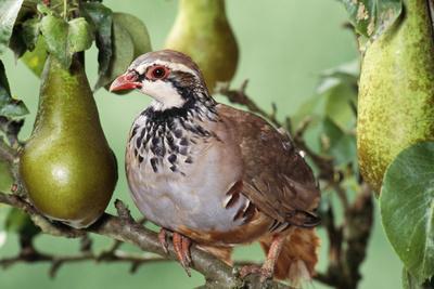 'Partridge in a Pear Tree' Photographic Print | AllPosters.com