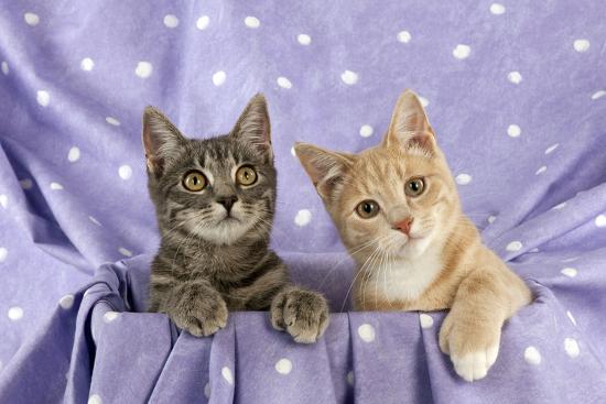 'Grey and Ginger Tabby Cats Sitting Together' Photographic Print ...