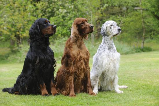 'Irish Setter Sitting Between Gordon Setter' Photographic Print ...