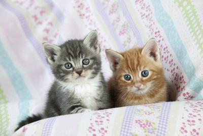 'Ginger and Grey Tabby Kittens' Photographic Print | AllPosters.com