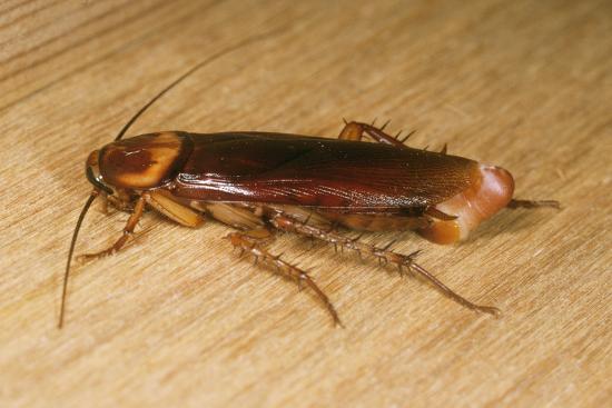 'American Cockroach Female with Egg Sac' Photographic Print ...