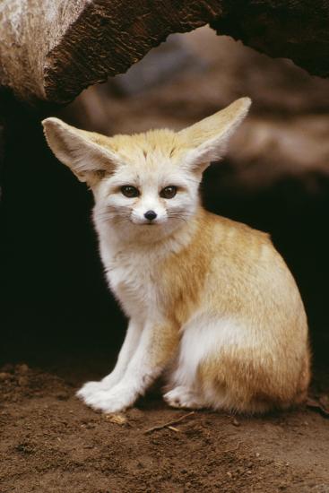'Fennec Fox Sitting' Photographic Print | AllPosters.com