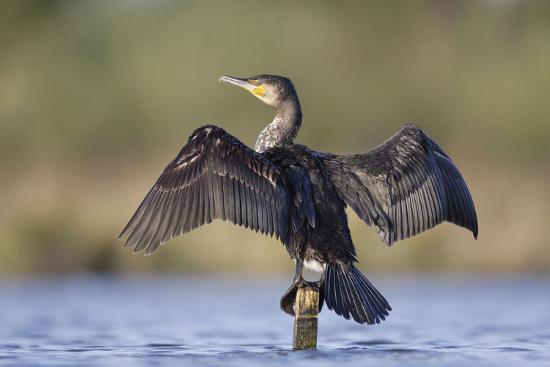 'Great Cormorant Female with Wings Outstretched to Dry' Photographic ...