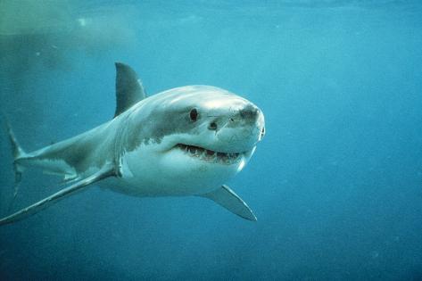 Great White Pointer Shark Photographic Print at AllPosters.com