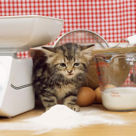 'Tabby Cat Kitten with Flour on Nose and Whiskers' Photographic Print ...