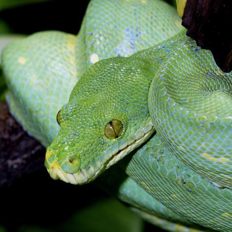 Green Tree Python Photographic Print at AllPosters.com