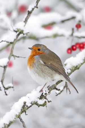 'European Robin in Winter on Snowy Branch' Photographic Print ...