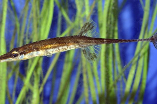 'Fifteen-Spined Stickleback' Photographic Print | AllPosters.com