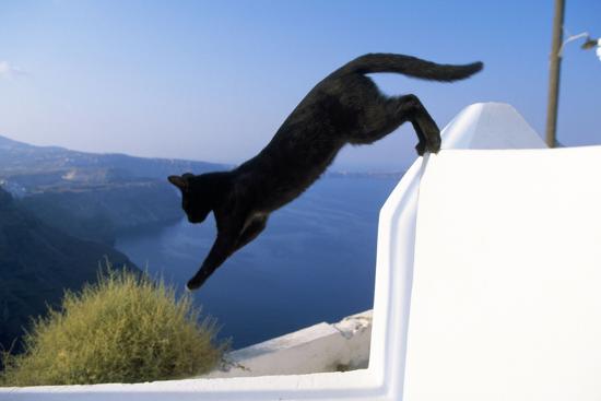 'Cat- Black, Jumping Off Wall' Photographic Print - | AllPosters.com
