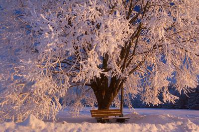 Frosty Winter Scene, Snow-Covered Landscape Photographic Print at ...
