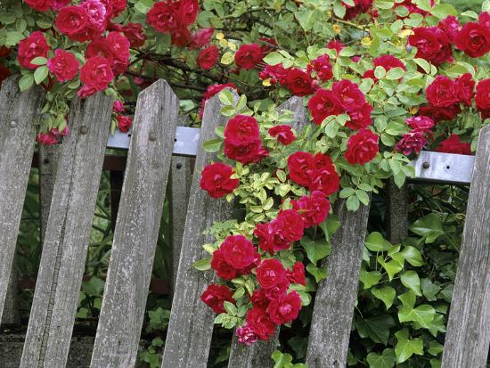 'Rose Garden Picket Fence Overgrown by a Bush of Red Roses ...