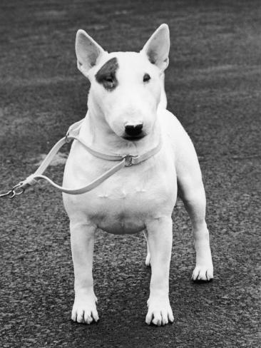 'Champion Abraxas Audacity Crufts, Best in Show, 1972' Photographic ...