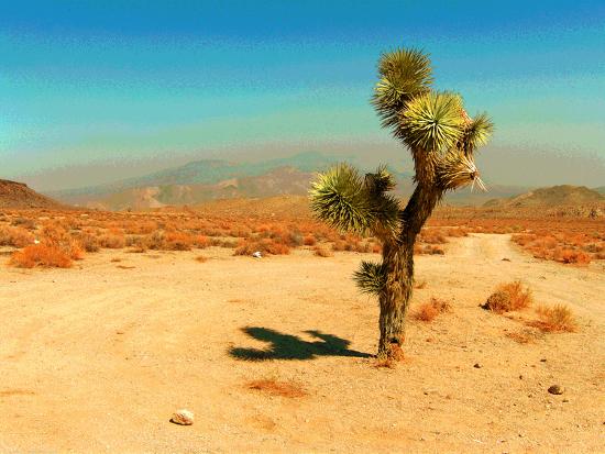 'Desert Scene with Cactus Plant' Photographic Print - Salvatore Elia ...