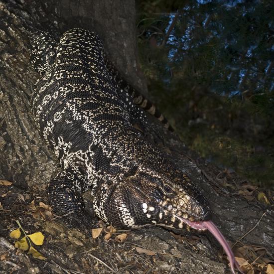 'Columbian Tegu (Tupinambis Teguixin), Captive' Photographic Print ...