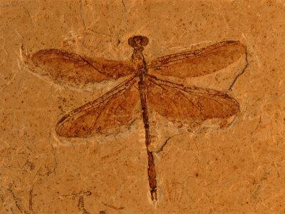 'Fossil Insect, Dragonfly, Early Cretaceous, Brazil' Photographic Print ...