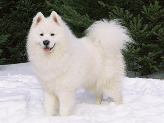 'Samoyed Dog in Snow, USA' Photographic Print - Lynn M. Stone ...