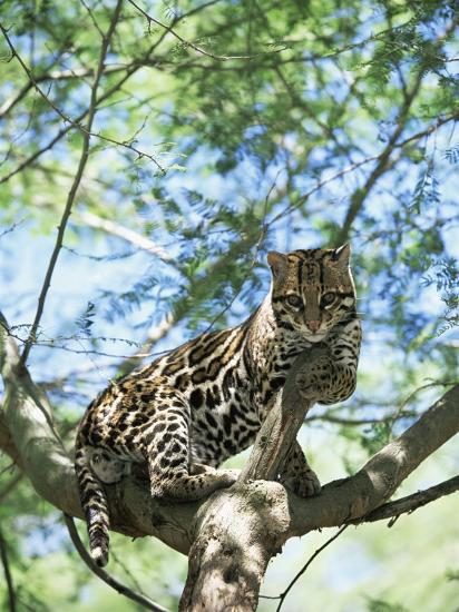 Ocelot in Tree Photographic Print by Pete Oxford at AllPosters.com
