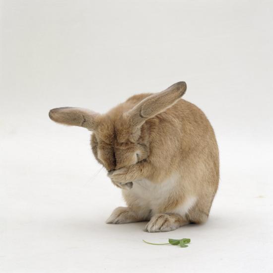 Female Sandy Lop-Eared Rabbit Grooming, Washing Her Face Photographic ...