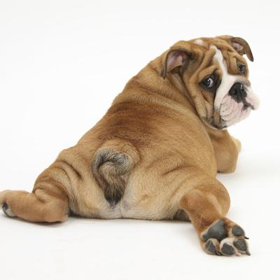 'Bulldog Puppy, 11 Weeks, Rear View Sprawled Out and Looking Round ...