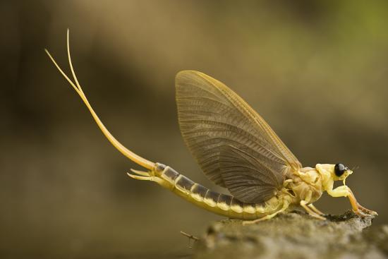 'Tisza Mayfly (Palingenia Longicauda) Portrait, Tisza River, Hungary ...