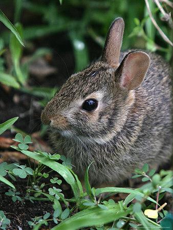 Eastern Cottontail Rabbit, Tyler, Texas Photographic Print by Dr. Scott ...