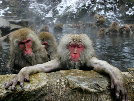 'Japan Hot Spa Monkeys' Photographic Print - Koji Sasahara | AllPosters.com