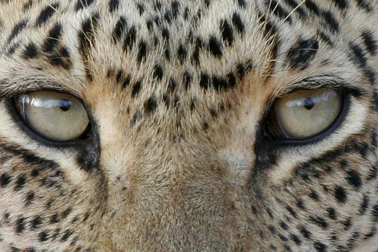'African Leopard (Panthera pardus pardus) adult, close-up of eyes ...