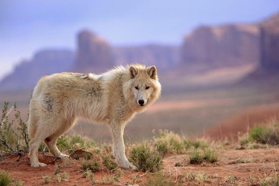 'Grey Wolf (Canis lupus) adult, standing in high desert, Monument ...