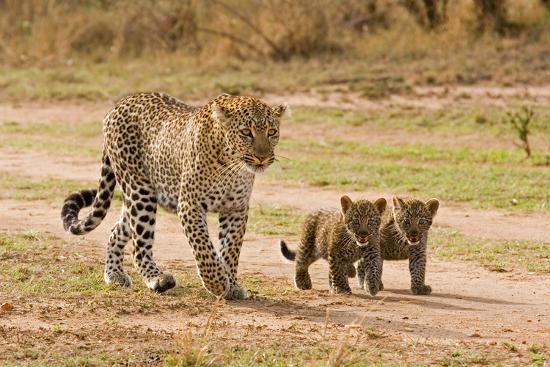 African Leopard (Panthera pardus pardus) adult female with two cubs ...