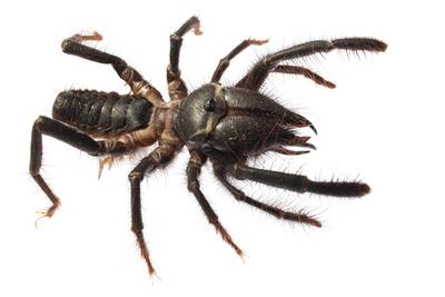 Sunspider - Solifuge (Rhagodeca Impavida) Oman. Meetyourneighbours. Net ...