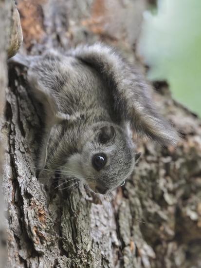 Gorgeous little Russian flying squirrel. : r/squirrels