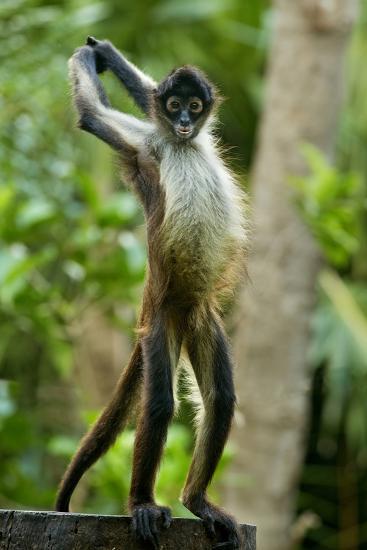 Monkey Standing