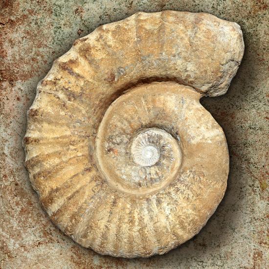 'Fossil Spiral Snail Stone Real Ancient Petrified Shell over Limestone ...
