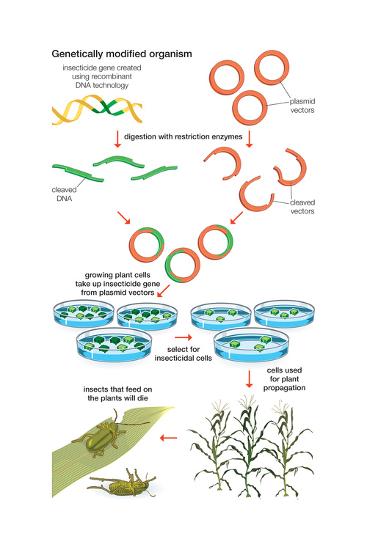 'Genetically Modified Organism. Recombinant Dna Technology, Genetic ...