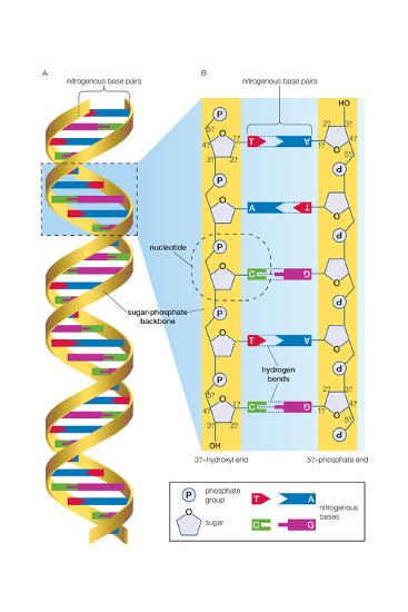 'Structure of Dna Molecule. Heredity, Genetics' Posters - Encyclopaedia ...