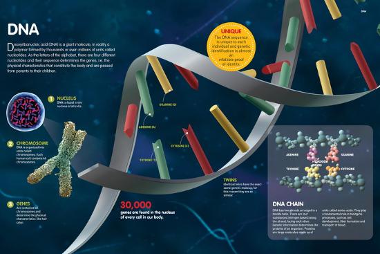'Infographic Where the Structure of Dna and its Composition are ...
