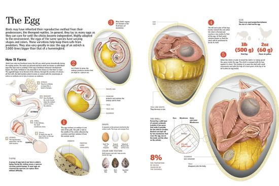 'Infographic of Egg Formation in the Birds, their Composition, Size and ...