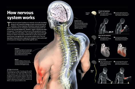Infographic About the Human Body's Nervous System Posters at AllPosters.com
