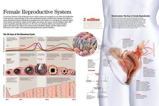 Infographic Of The Female Reproductive System And The Menstrual Cycle Posters