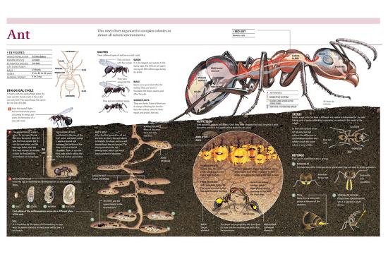 'Infographic of the Ant, the Nest Construction and the Organization of ...