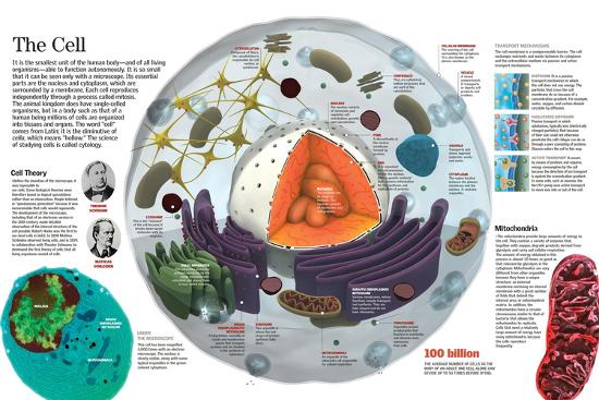 'Infographic of the Composition of the Human Cell and the Principal ...