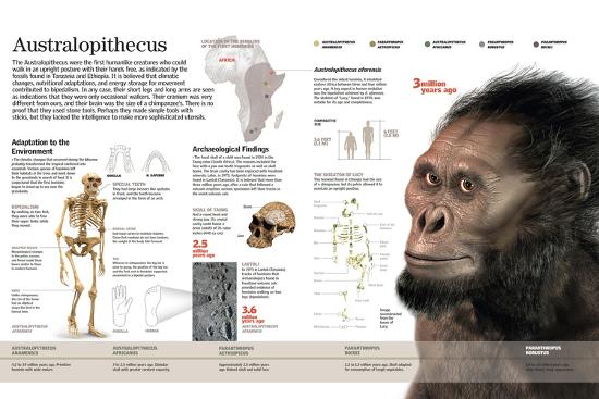 'Infographic of the Australopithecus, One of the First Bipedal Hominids ...