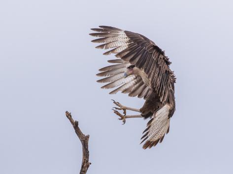 Day 29 - Beast : Harpy - 3D model by Noss [258e3c3] - Sketchfab