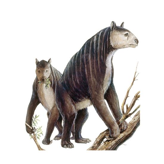Chalicotherium Grande Prints at AllPosters.com