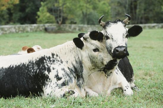 'Randall Lineback Cow' Photographic Print | AllPosters.com