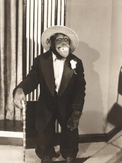 'Grinning Monkey in Tuxedo' Photo | AllPosters.com