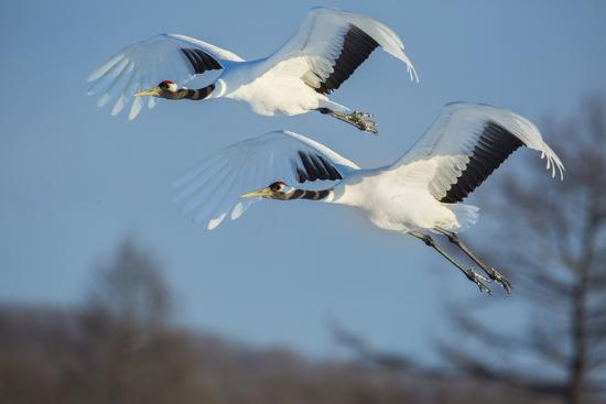 'Japan, Hokkaido. Japanese cranes flying.' Premium Photographic Print ...