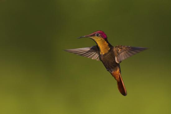 'Ruby Topaz Hummingbird' Premium Photographic Print - Ken Archer ...